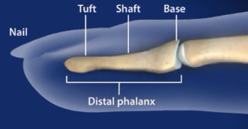 Nail Bed Injury: Healing Time & Treatments
